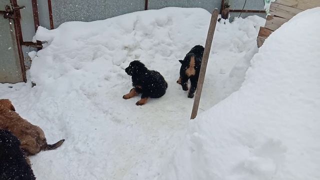 video_20190302_143611