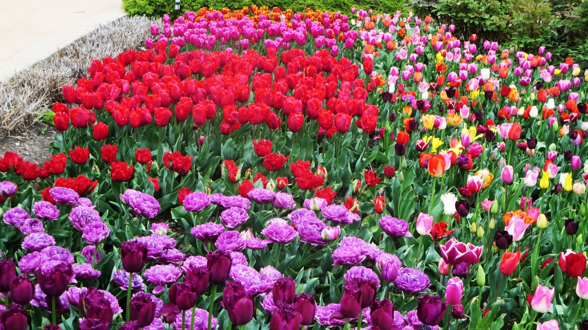 Цветущий Крым. Ч.10. Никитский ботанический сад. Весеннее путешествие.