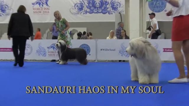WDS Moscow 2016 Bearded Collie
