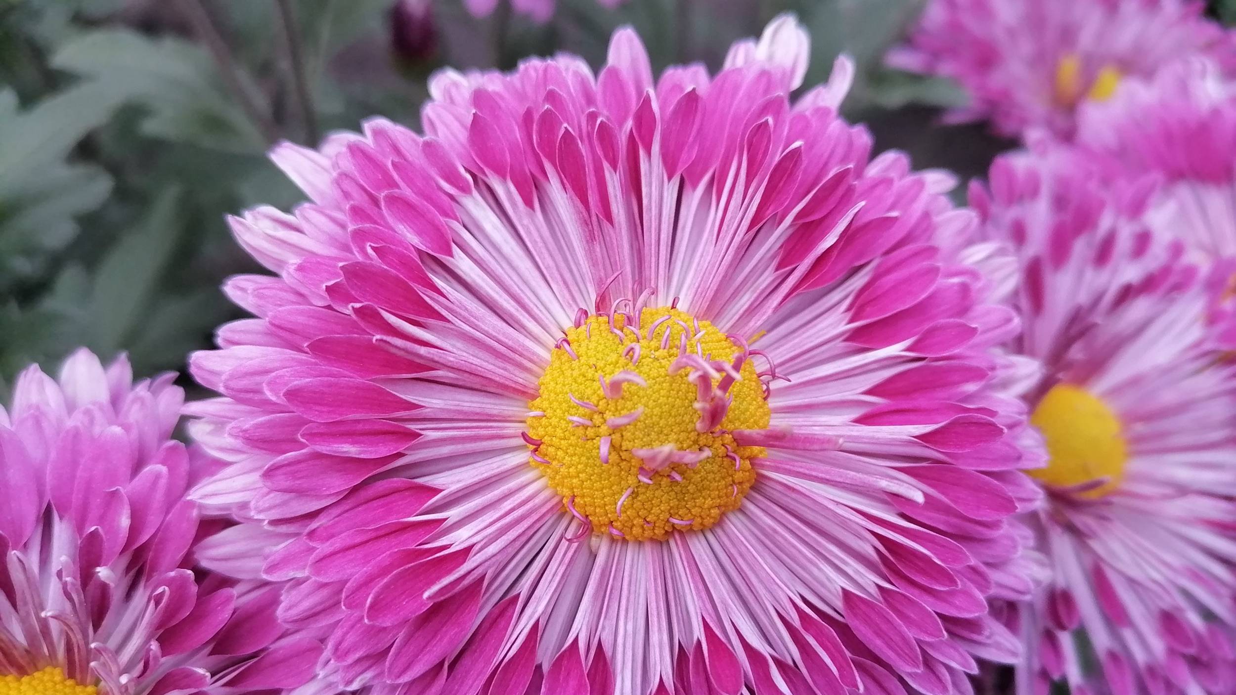 №91 Корейская хризантема ДОЧЬ УЛЫБКИ