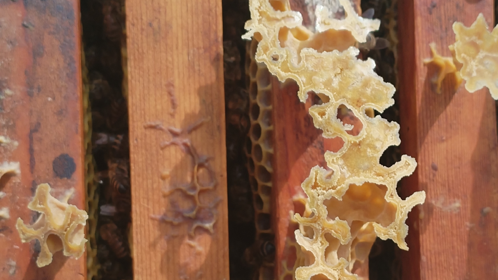 Как зимуют пчелы в мороз и когда во время положил корм.