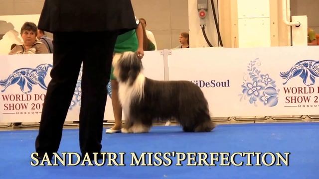 WDS Moscow 2016 Bearded Collie