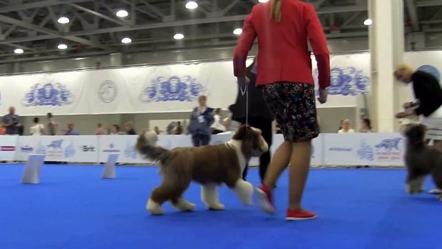 WDS Moscow 2016 Bearded Collie