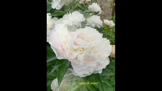 8 МАРТА ПОЗДРАВЛЕНИЕ.