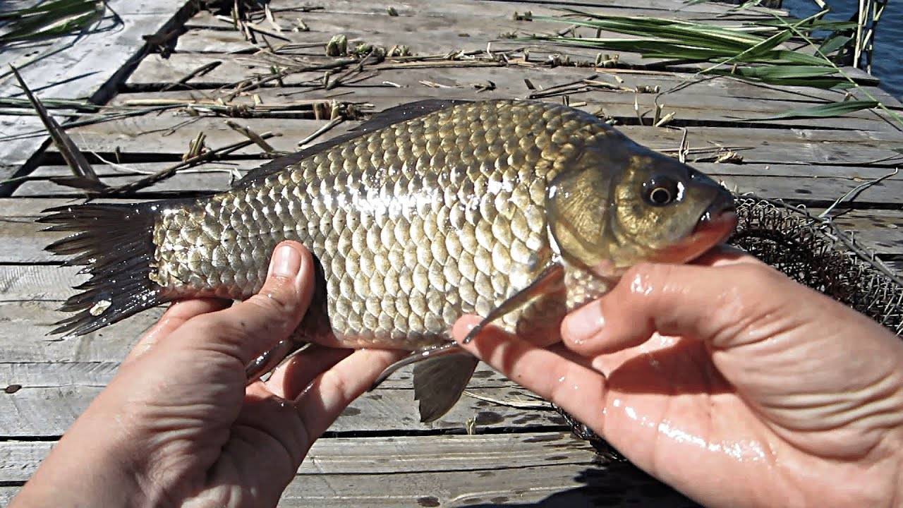 РЫБАЛКА НА ЛЕСНОМ ОЗЕРЕ. ЛОВЛЯ КАРАСЯ НА ДОНКУ