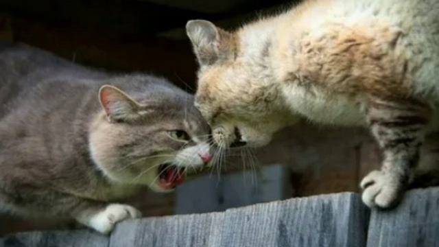 Коты Орут Друг на Друга. Кошачьи Разборки. Два Кота Орут и Шипят