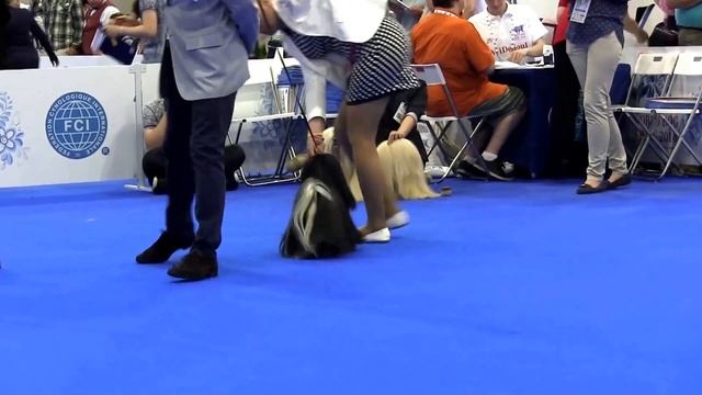 WDS Moscow 2016 Lhasa Apso