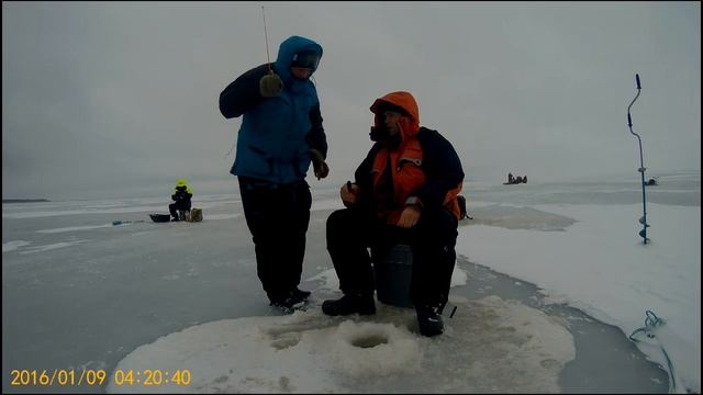 Ловля окуня на блесну Нильс Мастер ( Nils Master ).  Окунь на Чудском озере в ураган