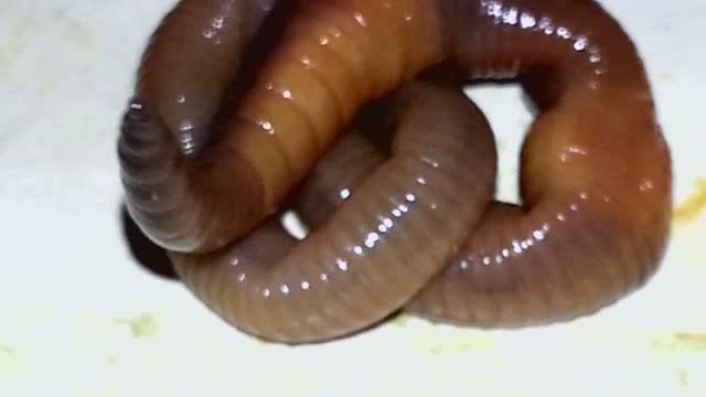 Выползок – крупный земляной червь