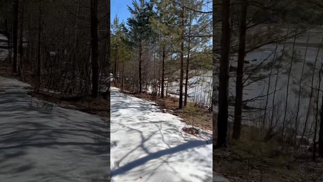 Весна. Саров. 08-03-2025. Прогулка с собакой у озера