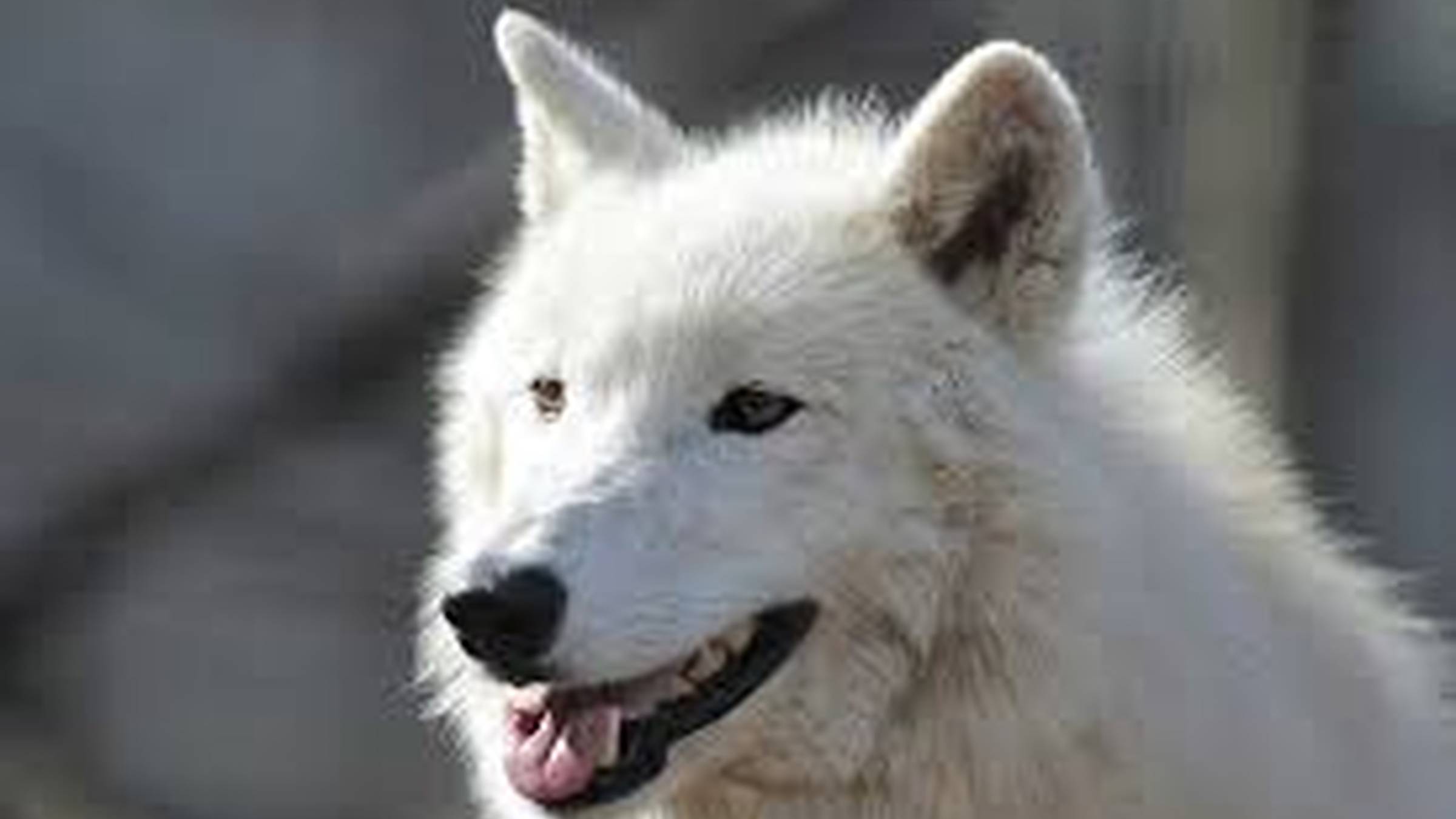 Мой белый волк. Слушать рассказ.