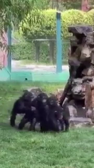 Забавные животные