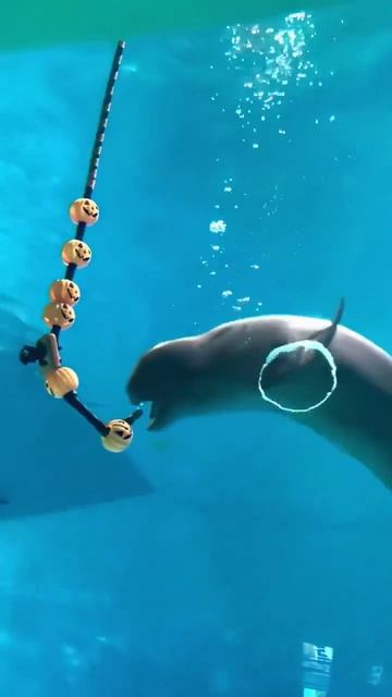 ДЕЛЬФИН КУРИТ КАЛЬЯН #смешноевидео