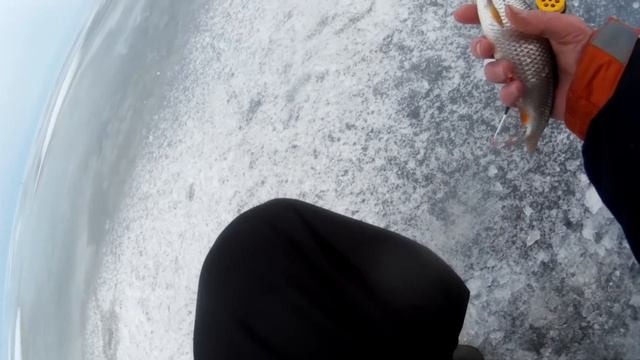 Чудское озеро. Зимняя рыбалка 2017 . Ловля плотвы , окуня и ерша !!!