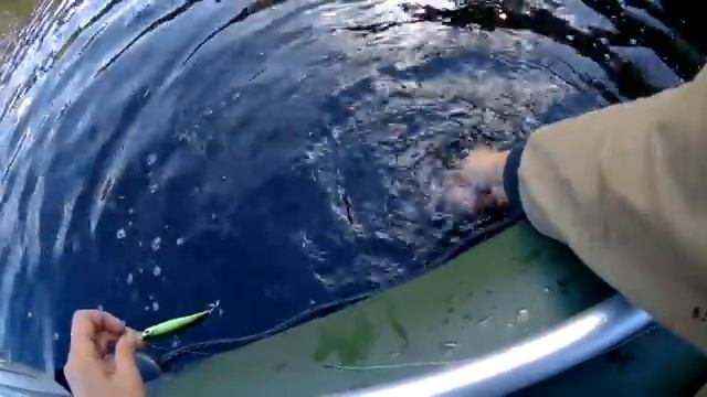 Ловля щуки в октябре на воблер Jackall Squad minnow 95 . Осенний Твичинг Минноу .