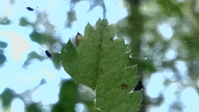 Папоротник и листок