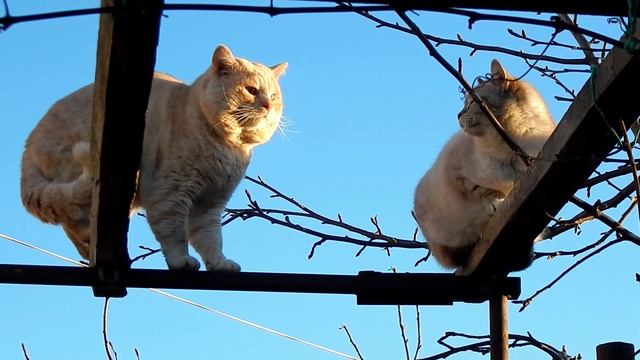 Это МАРТ - Кот Персик и Кошка Мурзилка