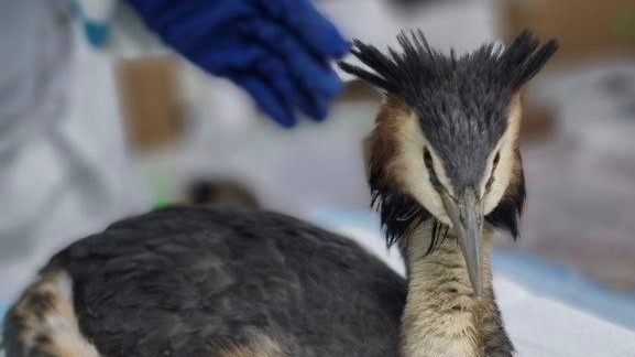 МОЙКА ПТИЦ ПРОБИОТИКАМИ