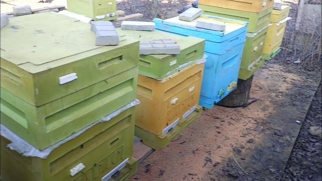 Полный осмотр пчел произведен.