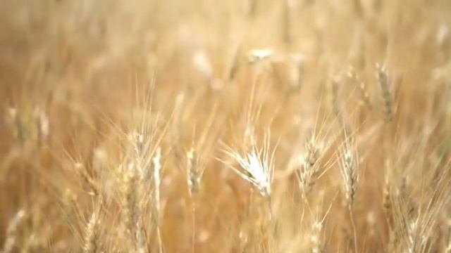 Видео песня Покажи мне моё сердце