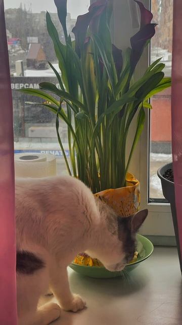 С 8 марта, Кошкин поздравление!