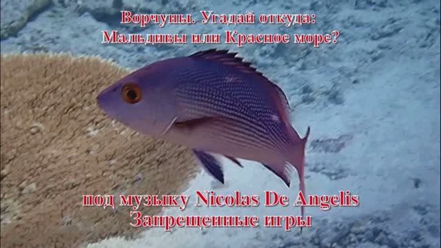 27. Ворчуны. Угадай откуда Мальдивы или Красное море? под музыку Nicolas De Angelis Запрещенные игр
