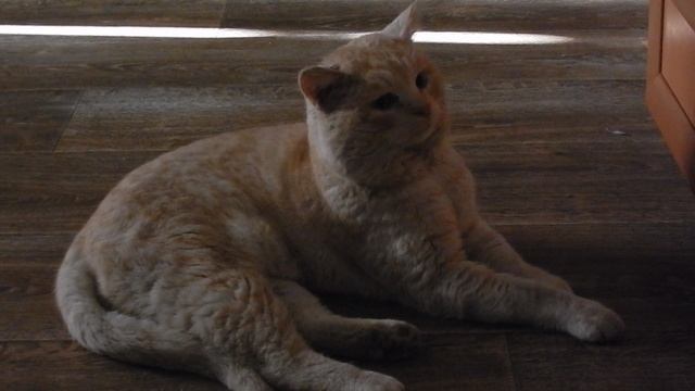 Кот Персик воздыхания