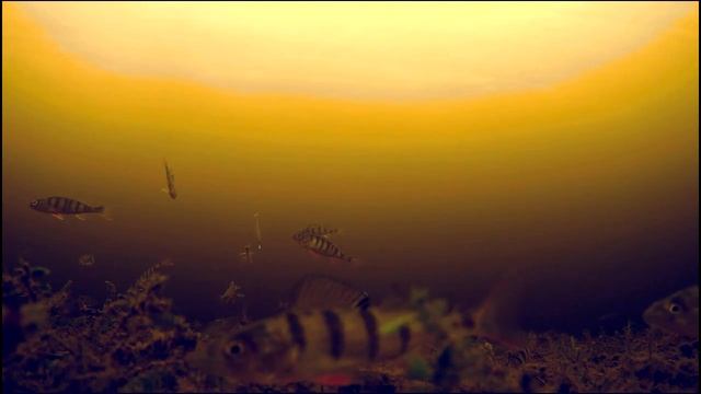 Подводные съёмки зимней рыбалки . Ловля окуня на зимнюю блесну