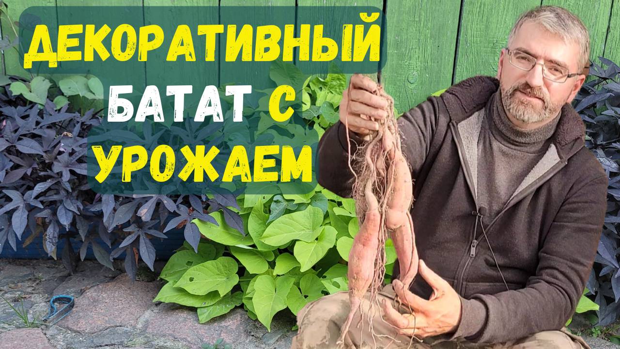 Урожай декоративных бататов
