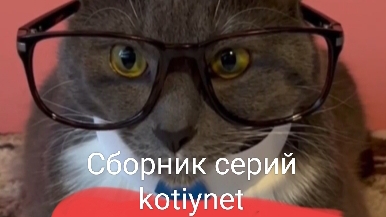 Сборник серий kotiynet