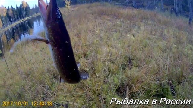 Рыбалка в Карелии. Щука в ламбушках.  Дикий клёв щуки.