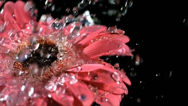 Volkslied Красный цветок