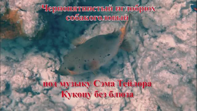 30. Чернопятнистый иглобрюх собакоголовый под музыку Сэма Тейлора Кукоцу без блюза HD