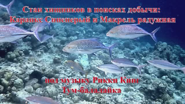 29. Стаи хищников в поисках добычи Каранкс Синеперый и Макрель радужная под музыку Рикки Кинг Тум-б