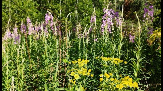 Ф  Тютчев  Не то, что мните вы, природа  #философскаялирика #поэты19века