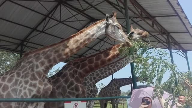 Сафари в Байдахэ