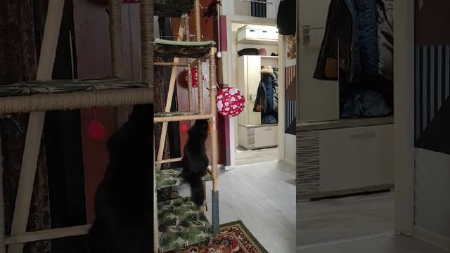 Ася и шарик