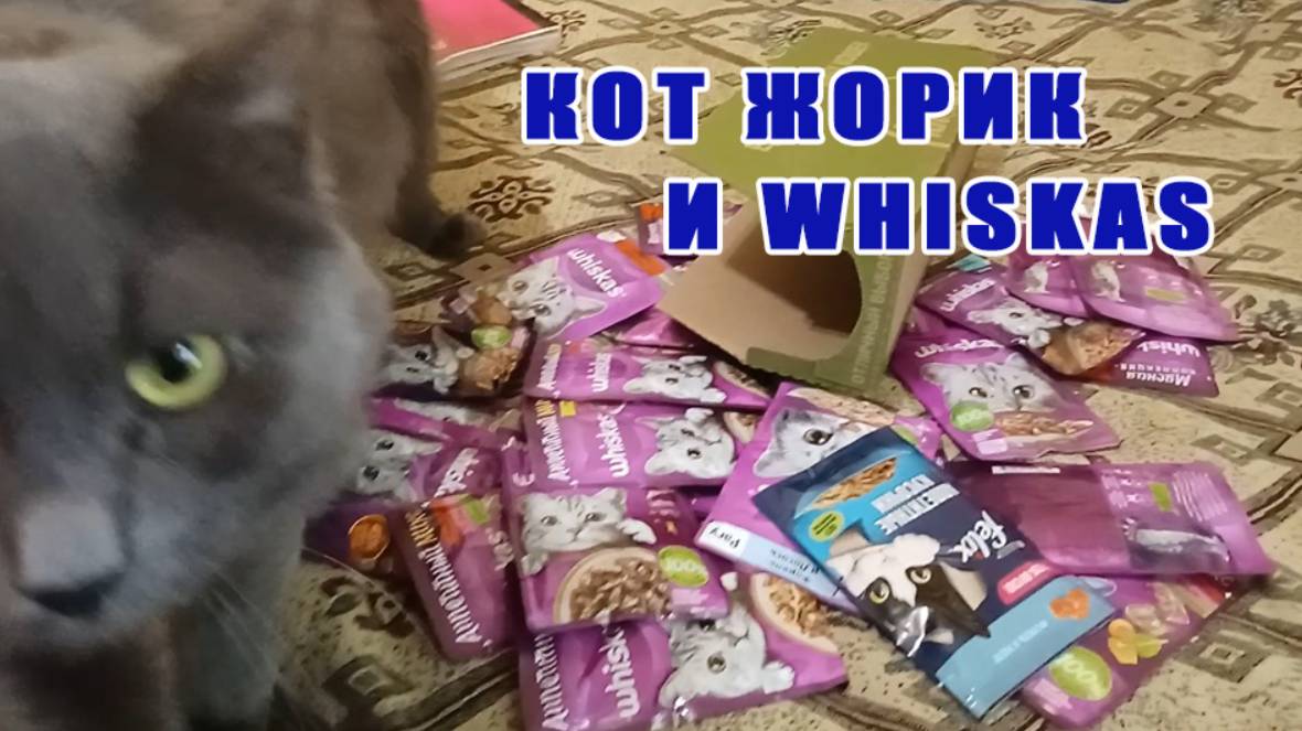 Забавный кот играет с коробкой от корма. Веселый котик Жорик и корм Вискас (whiskas).