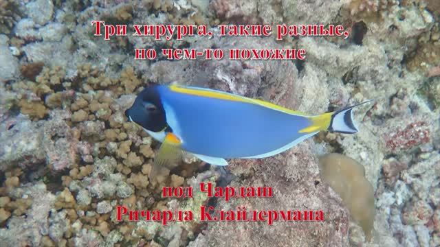 21. Три хирурга, такие разные, но чем-то похожие под Чардаш Ричарда Клайдермана