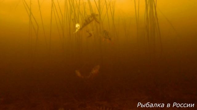 Ловля спортивного окуня на блесну.  Тест зимних блёсен.  Подводная съёмка.