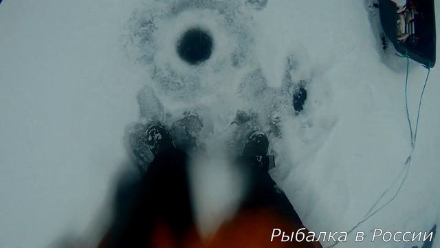 Килограммовый окунь на блесну.  Рыбалка на Чудском озере