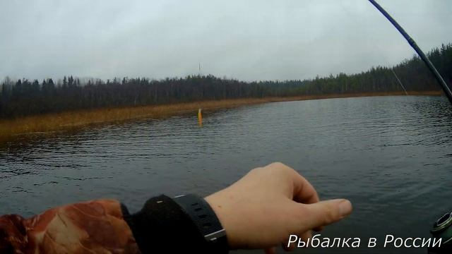 Осенний жор щуки в ноябре 2019 . Ловля щуки на спиннинг. Воблеры минноу .