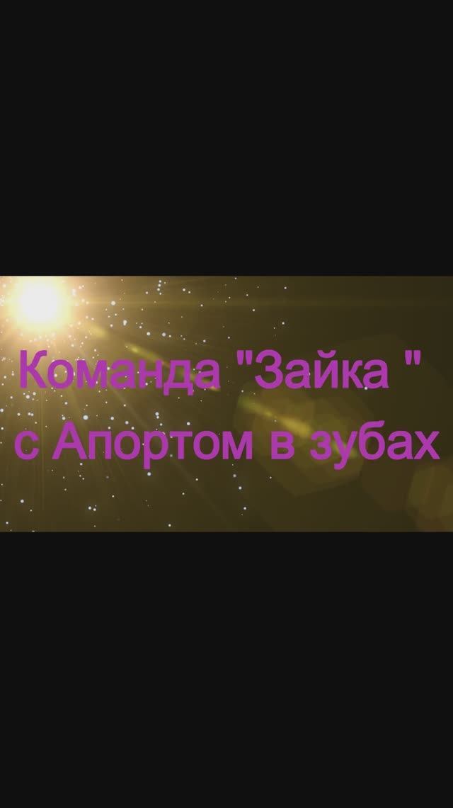 Зайка с апортом в зубах