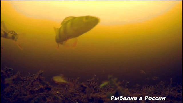 Ловля окуня на зимнюю блесну Ромб №5 . Подводная съёмка