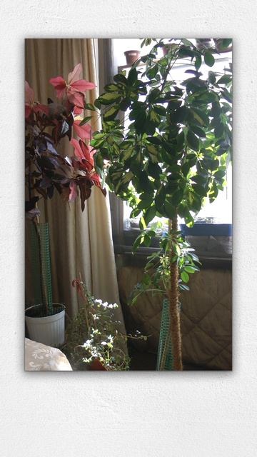 Шеффлера удивляет