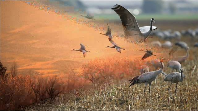 Далеко журавли полетели