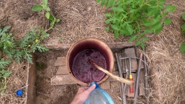 Вино из клубники и чёрной смородины