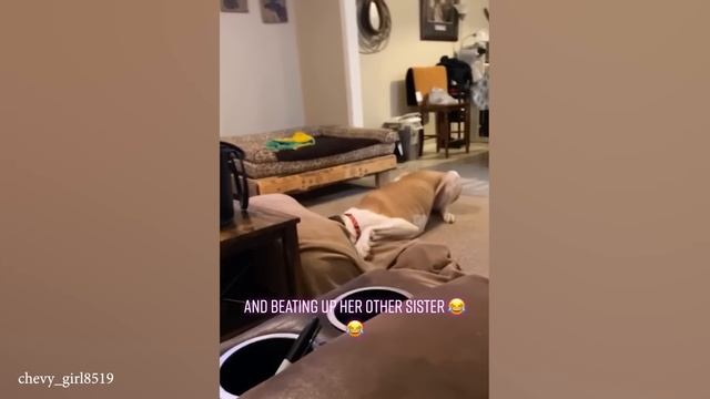 Большие собаки не знают о своих размерах 🐶Funny Dog 2025