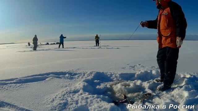 Ловля хорошего окуня зимой на балансир.  Бешеный клёв на лучший балансир RAPALA