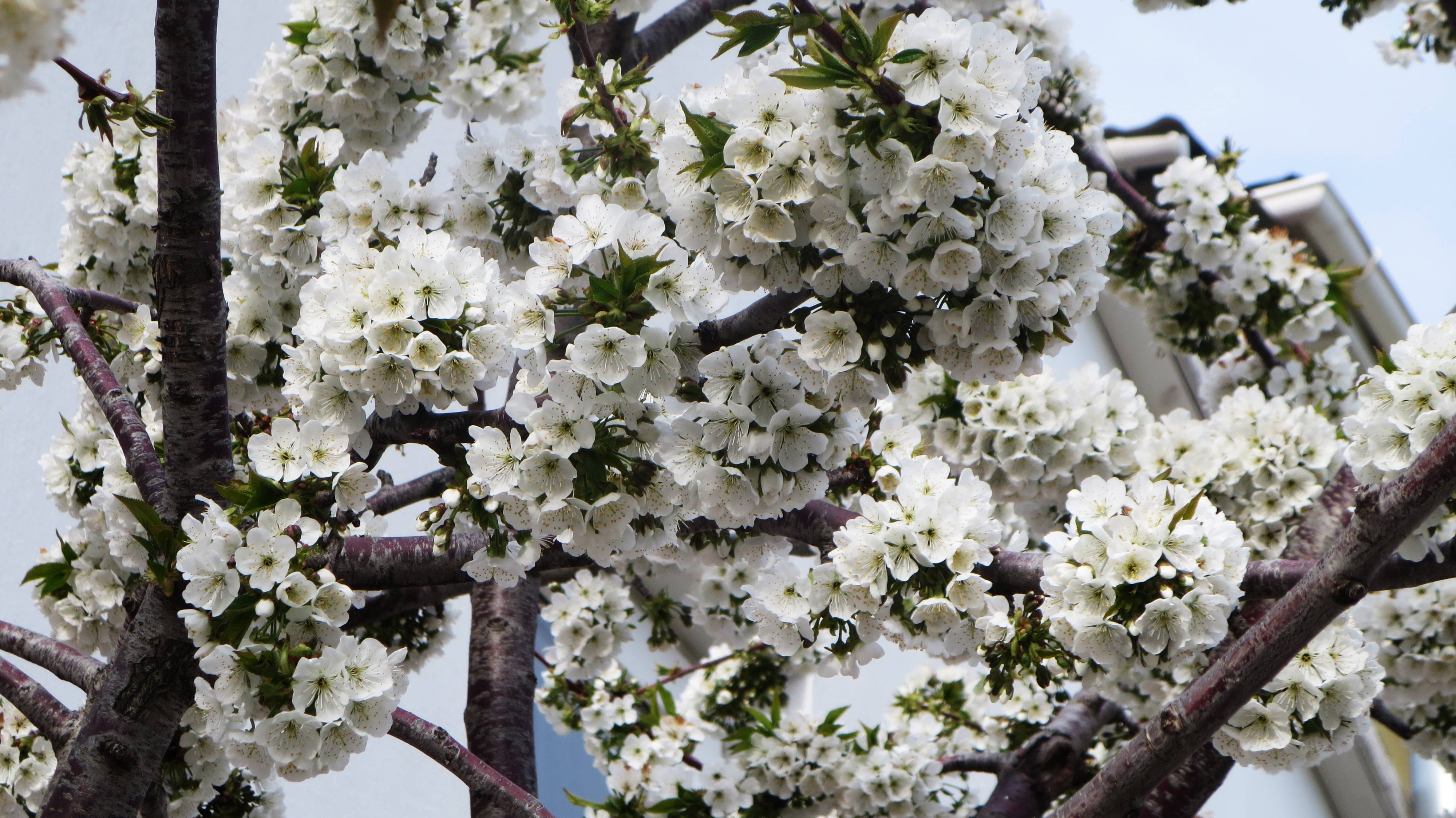 Цветущий Крым. Полная версия. Весеннее путешествие.